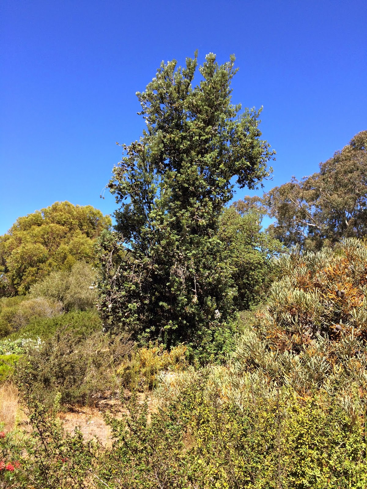 Trees of Santa Cruz County: Banksia integrifolia - Coast Banksia
