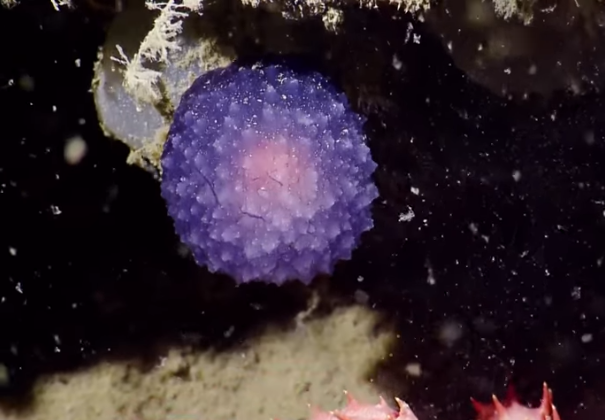 bensozia: Mysterious Glowing Purple Orb on the Sea Floor
