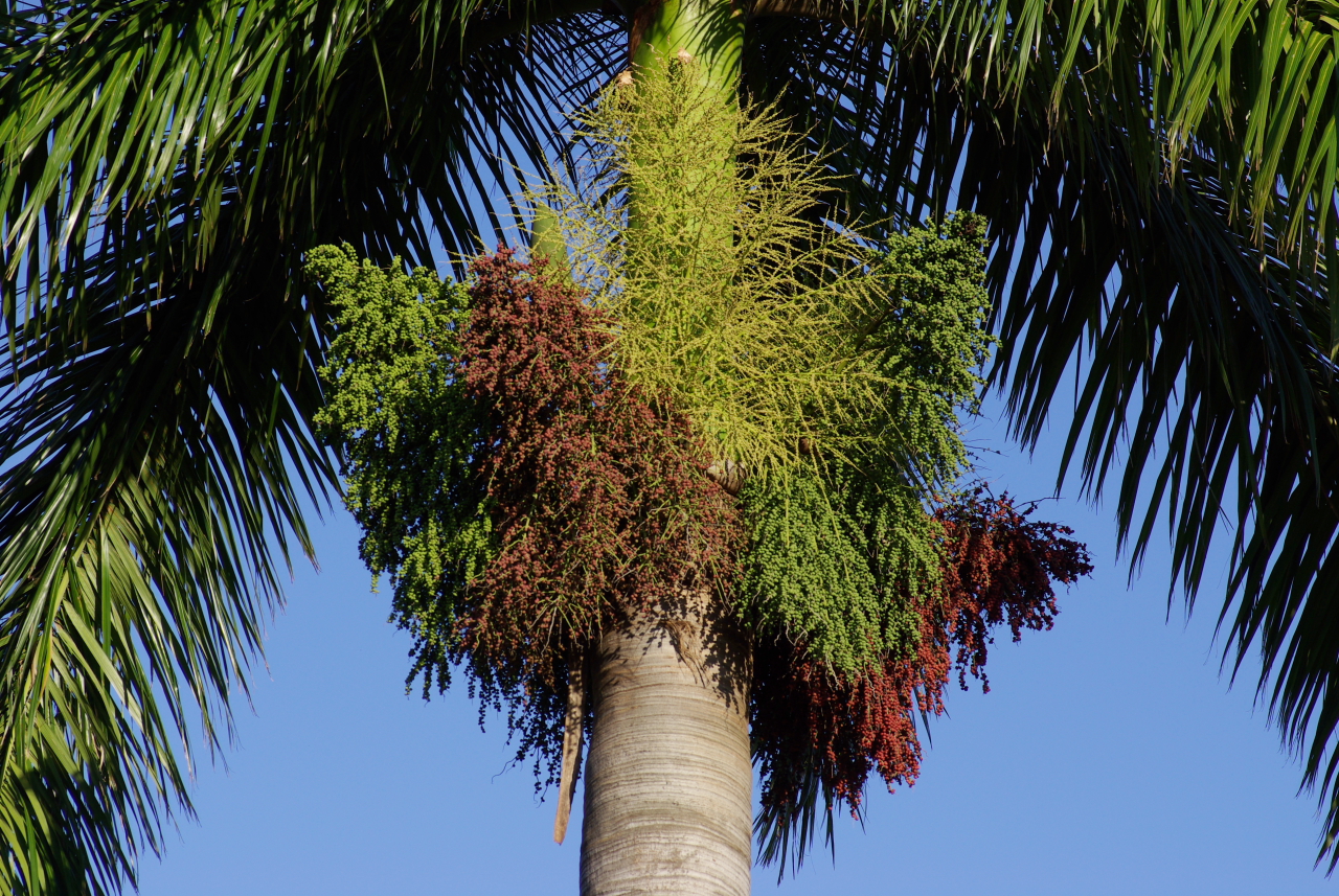 Rufino Osorio: Royal Palm – Roystonea regia