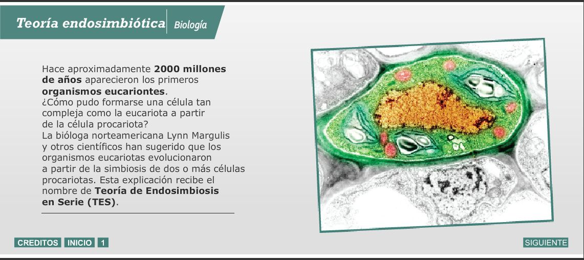 Biología en la secundaria: Teoría endosimbiótica