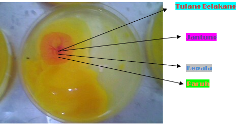 Laboratorium Embriologi Gel I Kel 5: LAPORAN PRAKTIKUM III ...