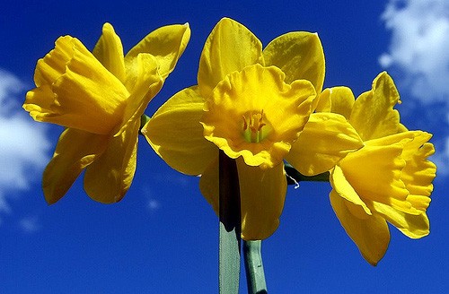 Daffodil Flower
