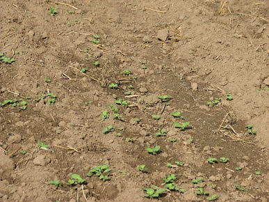 Timber Life: The Turnip Patch