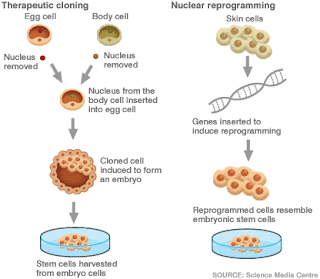 PHYSICAL SCIENCE (GAS): STEM CELL CLONING