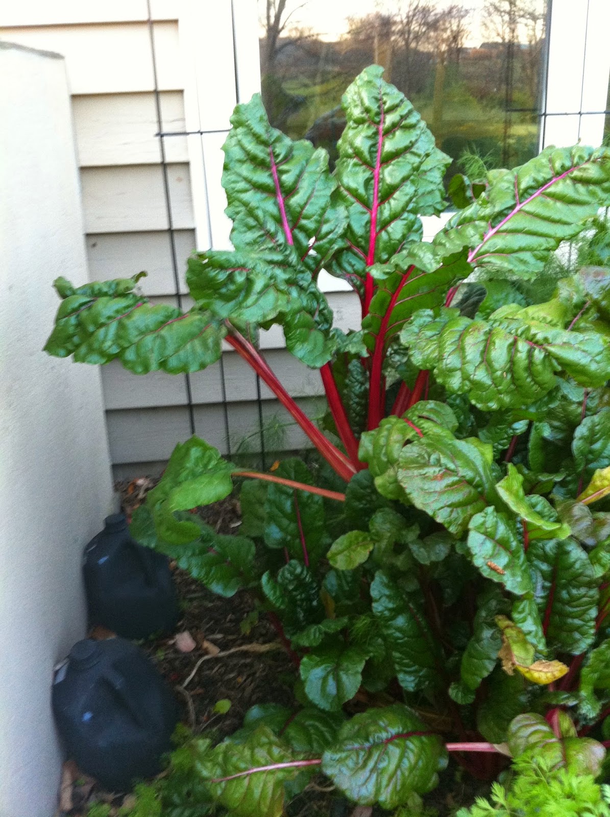 Victory Garden on the Golf Course: For year round steamed greens, grow ...