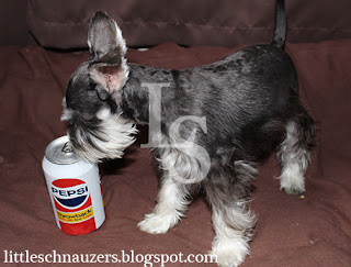 Schnauzer Paradise: Gallery