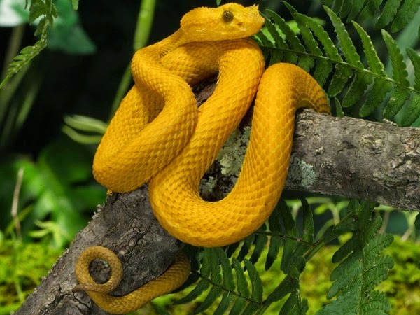 BIOLOGIA COM A TIA JÔ: Algumas das Espécies Mais Exóticas do Brasil ...