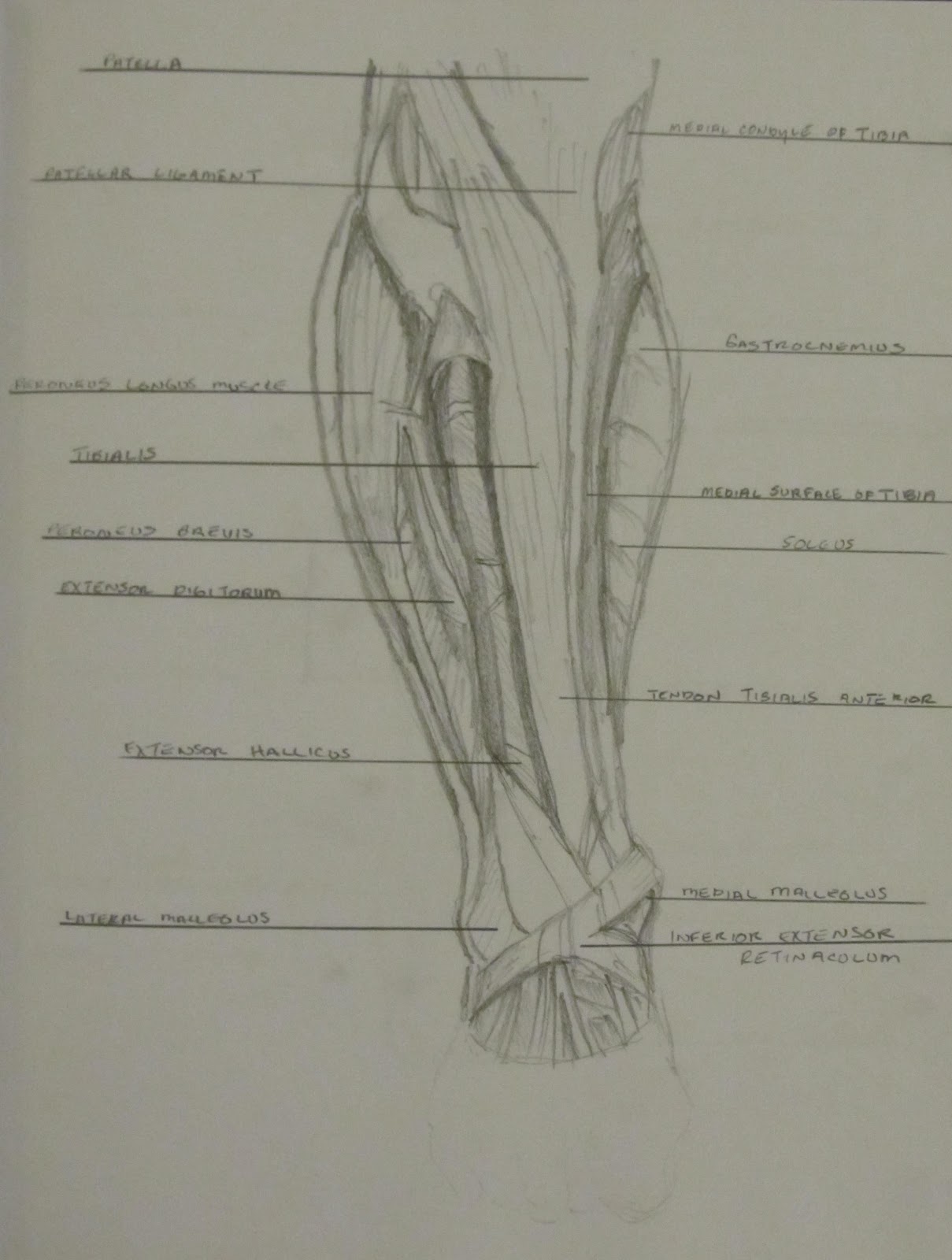 Art School Confidential: Summer Quarter 2012: Drawing & Anatomy: Bone ...
