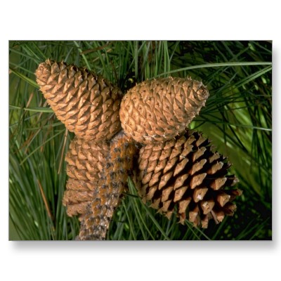 Discover Life: Trees of Virginia, United States: Pine Trees