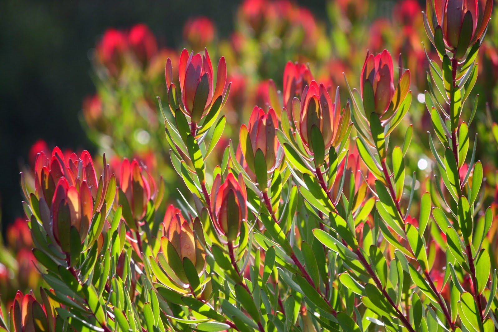 Swallows Nest Farm: Leucadendron Love