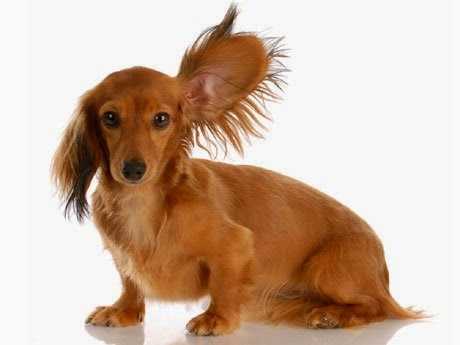 Salvar a los Animales: SIGNIFICADO DE LOS MOVIMIENTOS DE LAS OREJAS DE ...