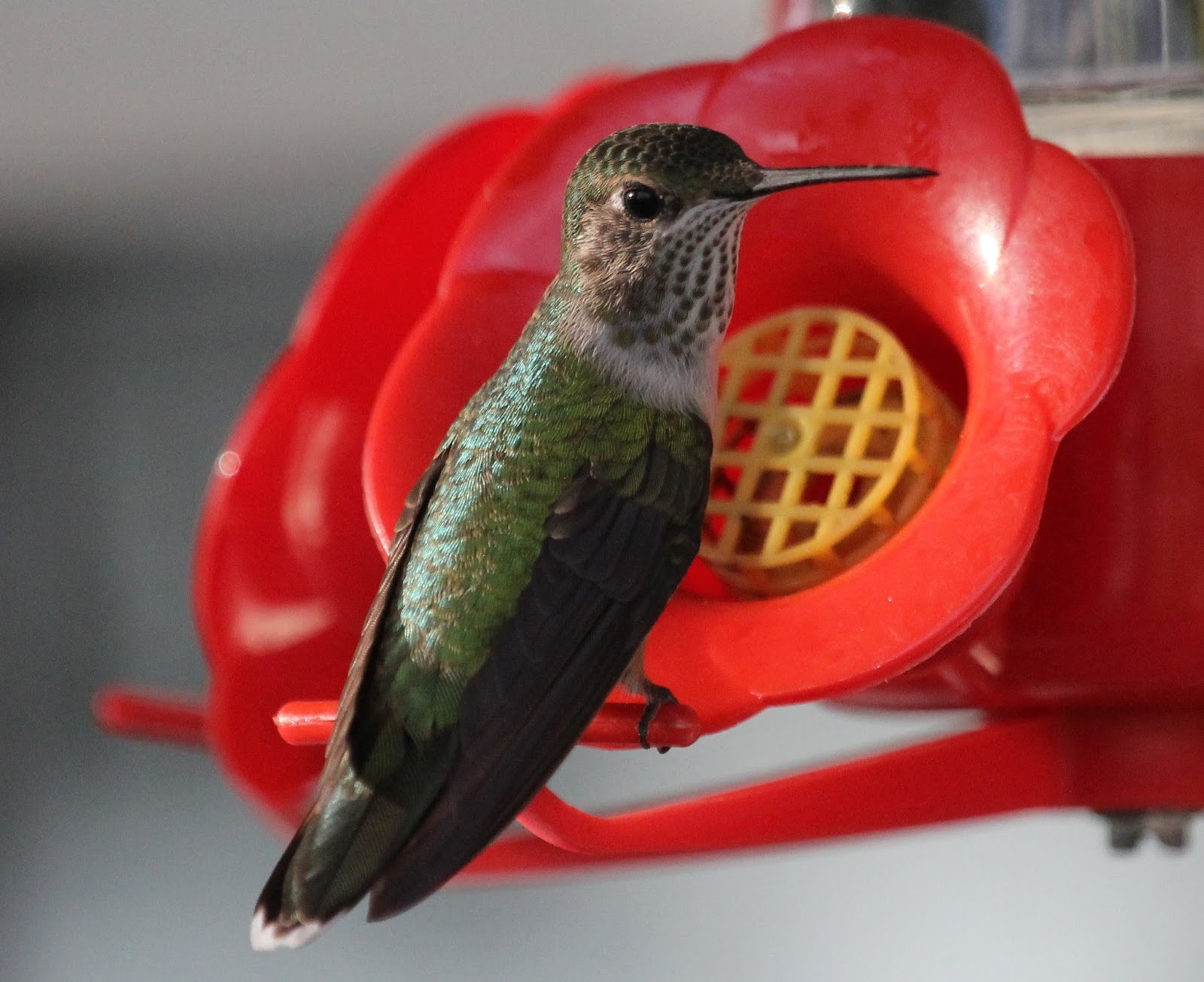 Bird Changes – Stephen Bodio