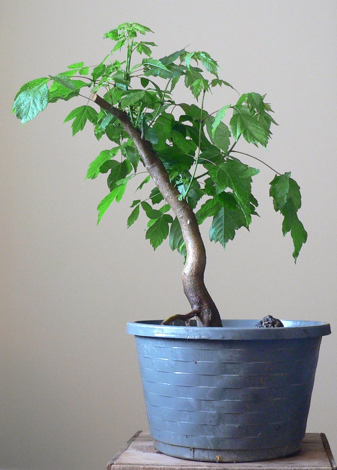 Laser Beam Bonsai: box elder, acer negundo bonsai