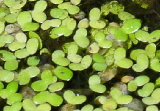 RAMBLES FROM MY CHAIR: Jenny Greenteeth