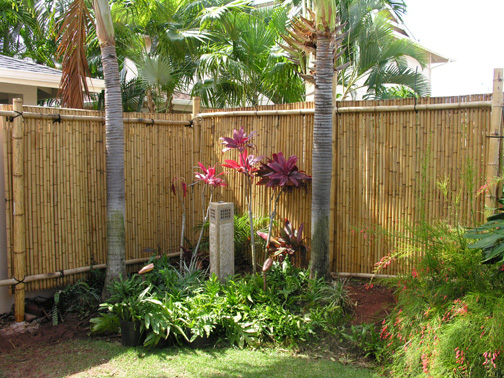 2''.dia Bamboo Poles 12(ft)-Real hard/Solid/Max Thick Wall|4''.dia ...