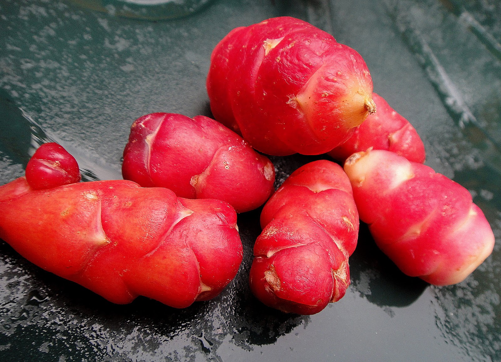 come-se: Oca du Perou