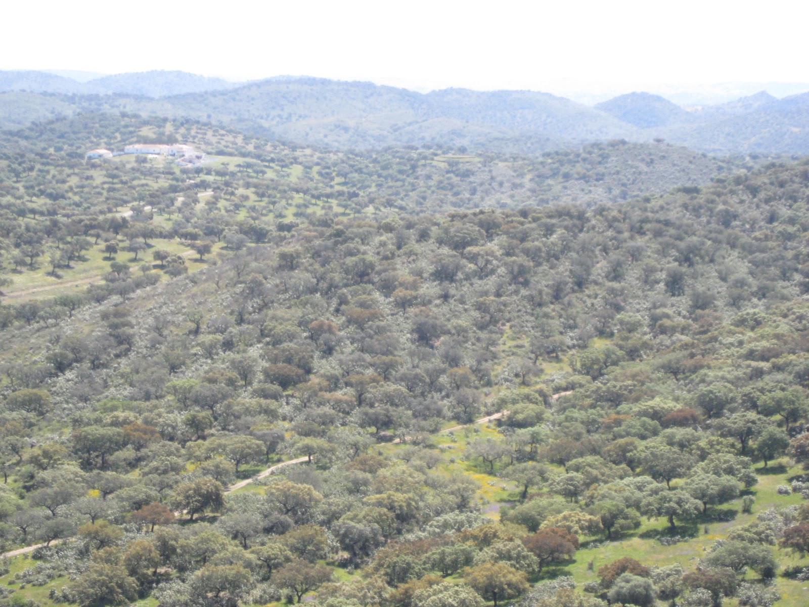 estado de Barrancos: O azinhal do Parque Natureza de Noudar...