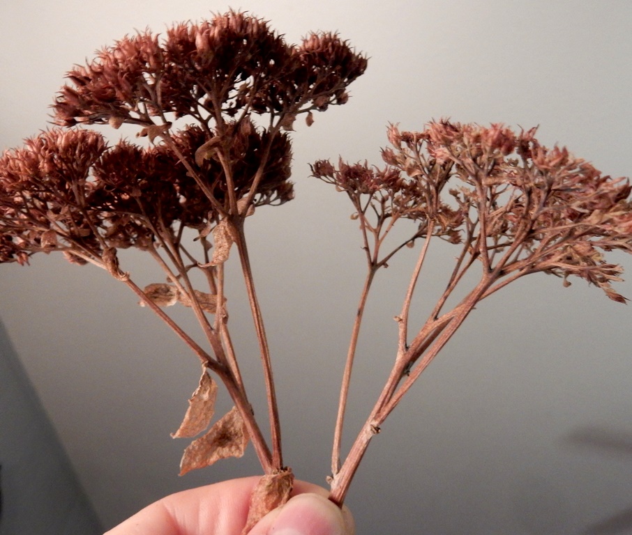 Trackside Treasure: Making HO Scale Trees from Sedum