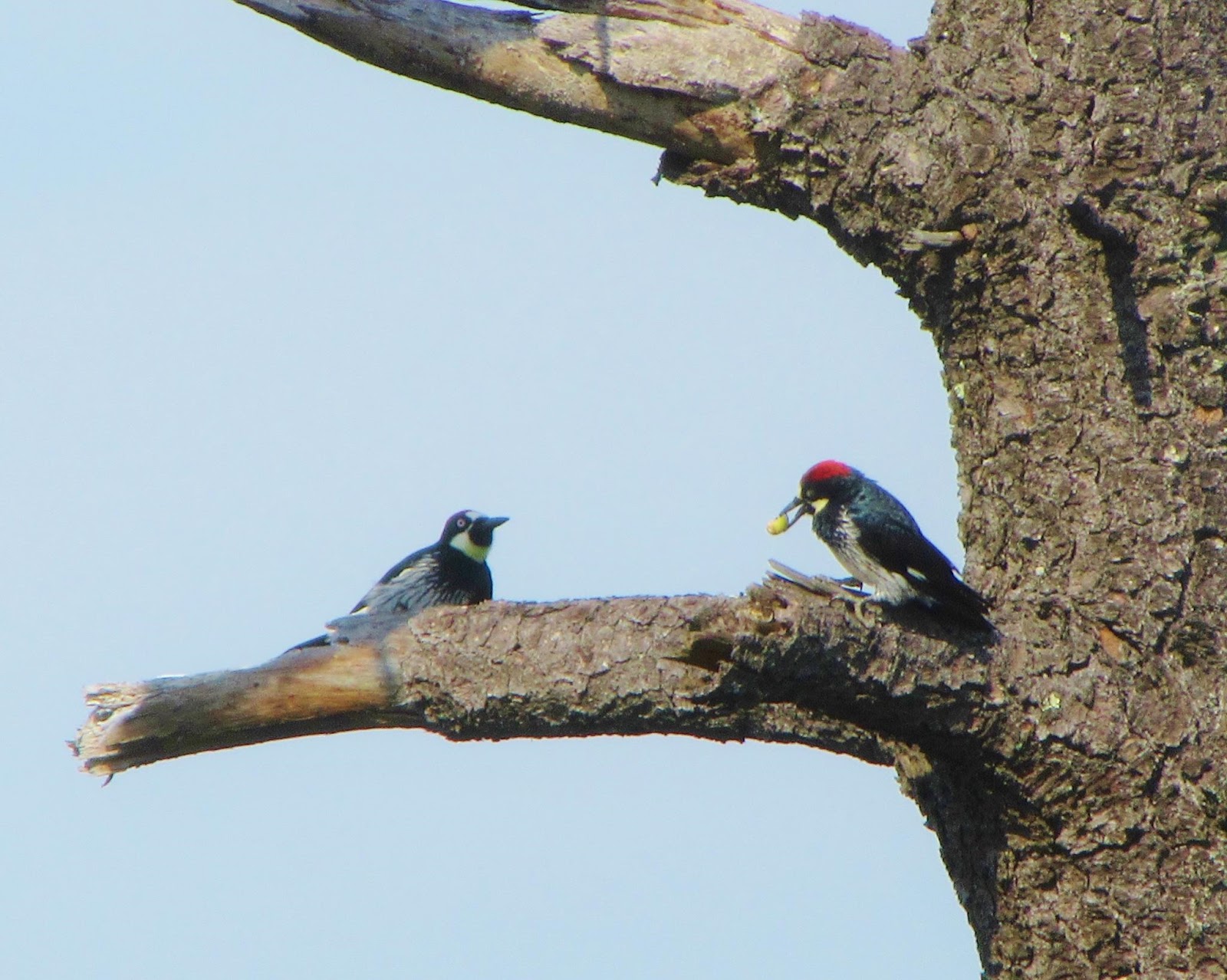 Berkeley Backyard Bird Blog: 2018