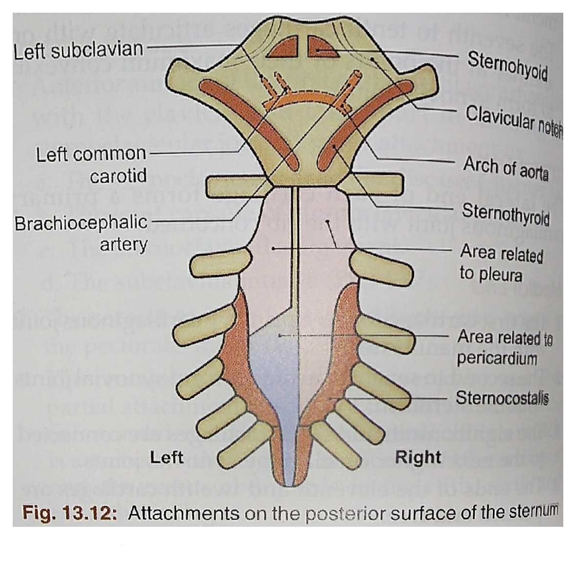 THORAX