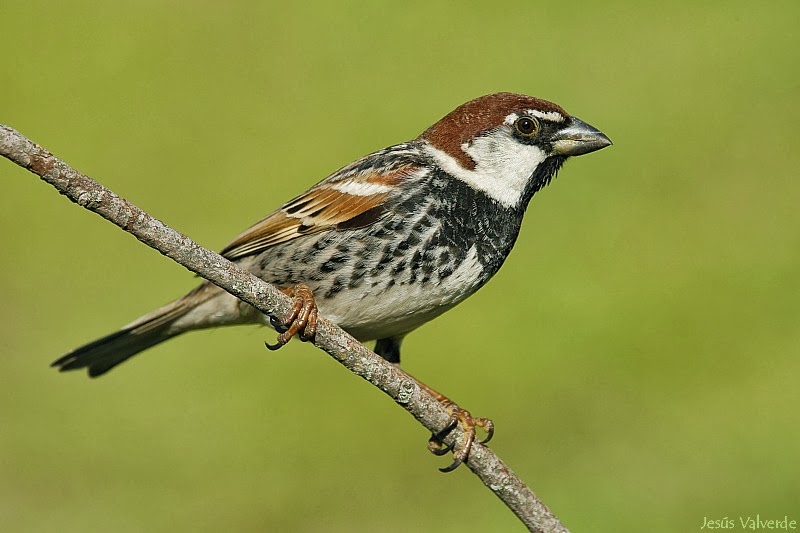 La cocina y ¿los animales..?: El gorrión.