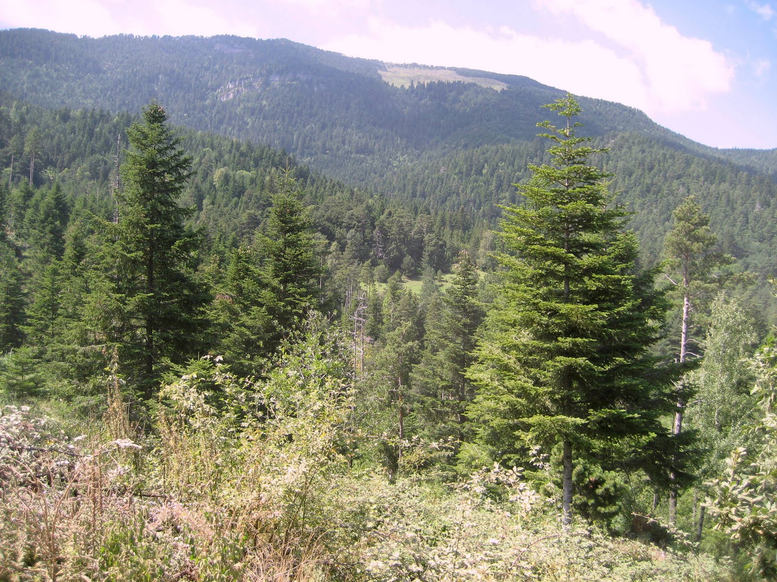 Árboles con alma: Abeto. Avet. (Abies alba)