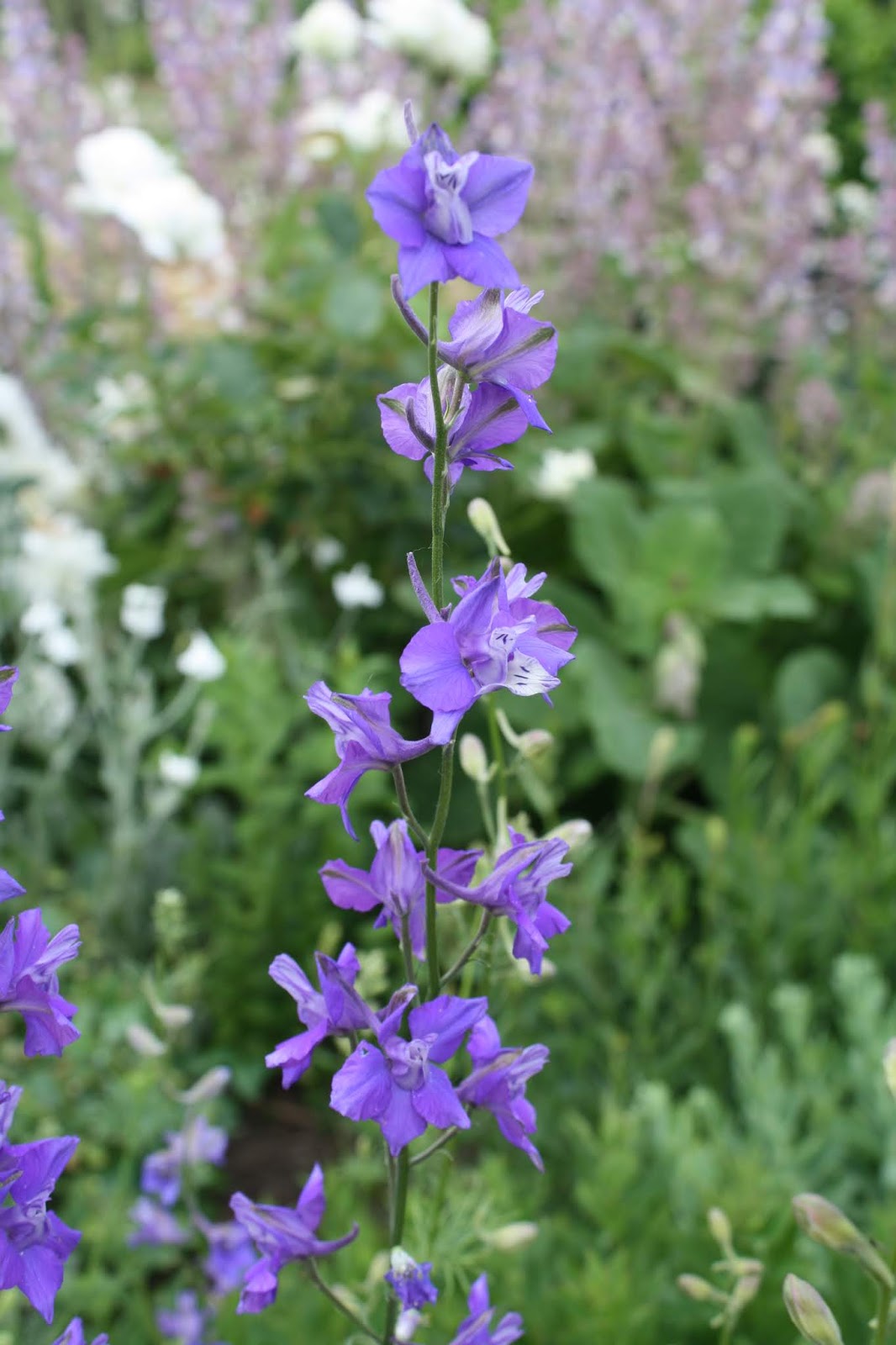 Jardin à Welekete: Delphinium consolida