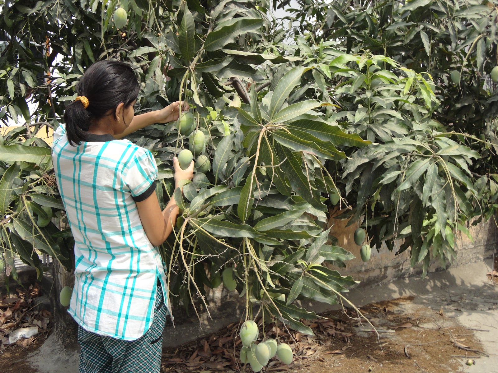 HASHAM TODAY!!!: Mangoes of Digha Patna- Dudhiya Malda