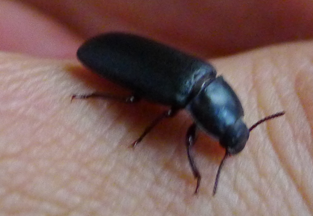 Z Przyrodą za Pan Brat: Żuki, chrząszcze i chrabąszcze