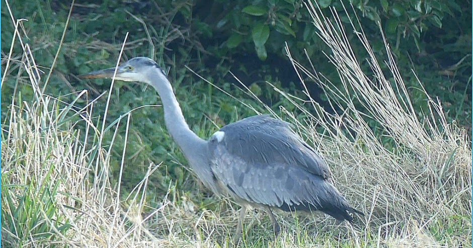 Pigeon Fever: Evolutie