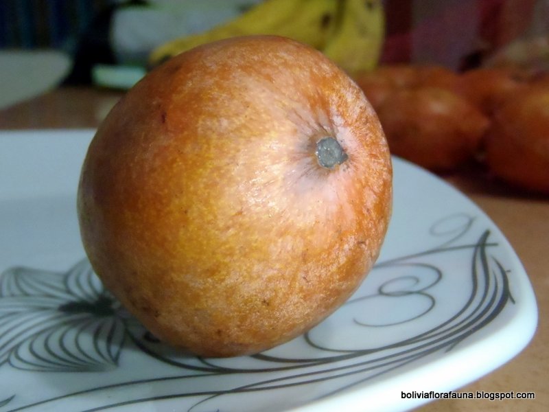 Bolivian Flora y Fauna: How to Eat Achacha