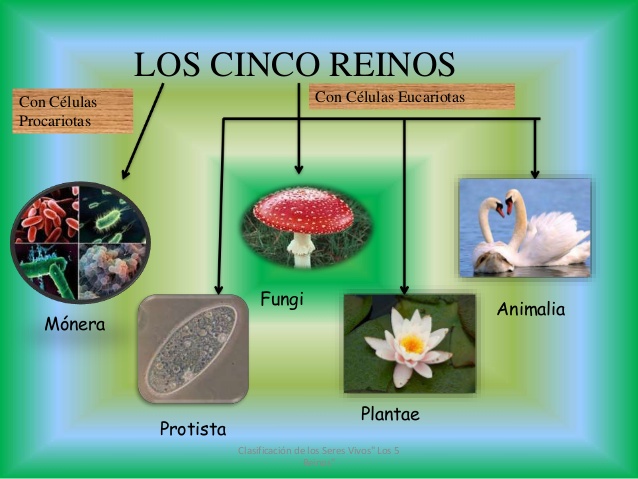 Reinos Biológicos.: Reinos Biológicos
