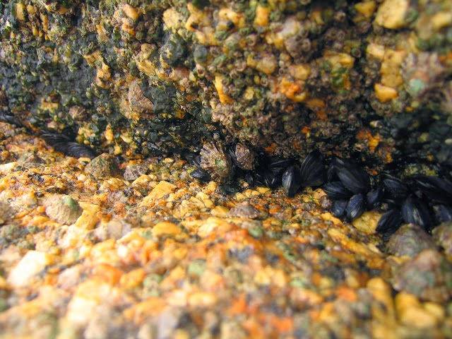 Rock Pooling: Examples of high energy littoral rock habitats: