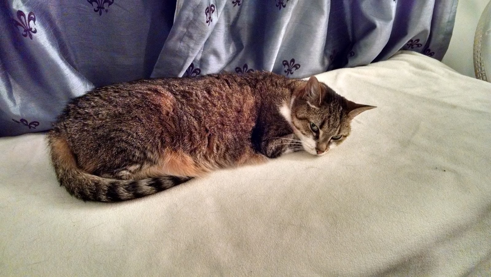 The Whiskeratti Tiny Tabby Girl Thursday