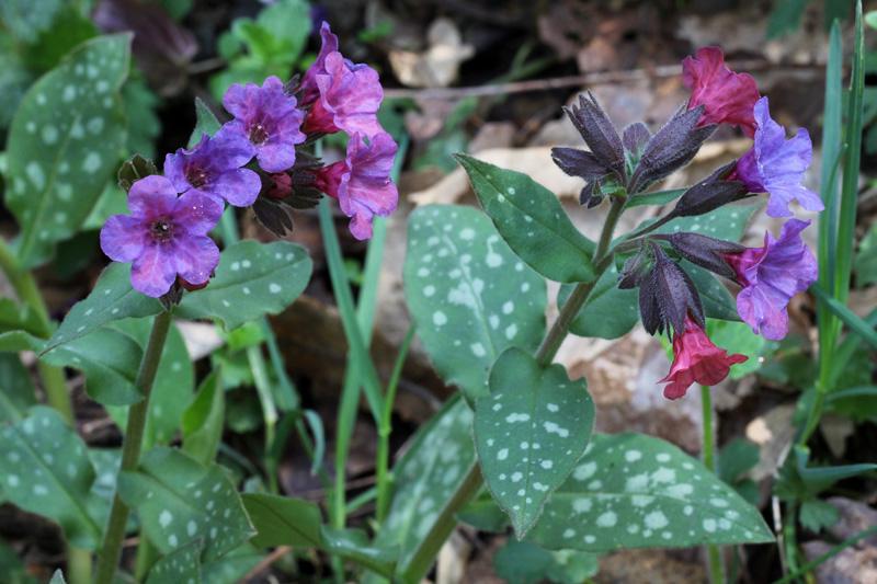Pulmonaria officinalis - Planta Medicinal