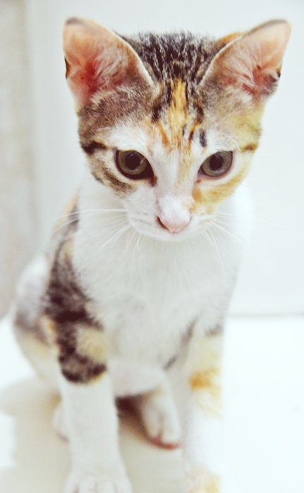 Toca dos Gatinhos - Adoção de Gatos Filhotes e Adultos - SP Capital ...