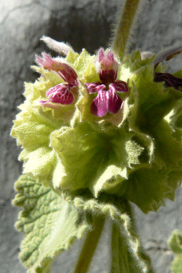 Wildflowers of Andalucia: Ballota hirsuta