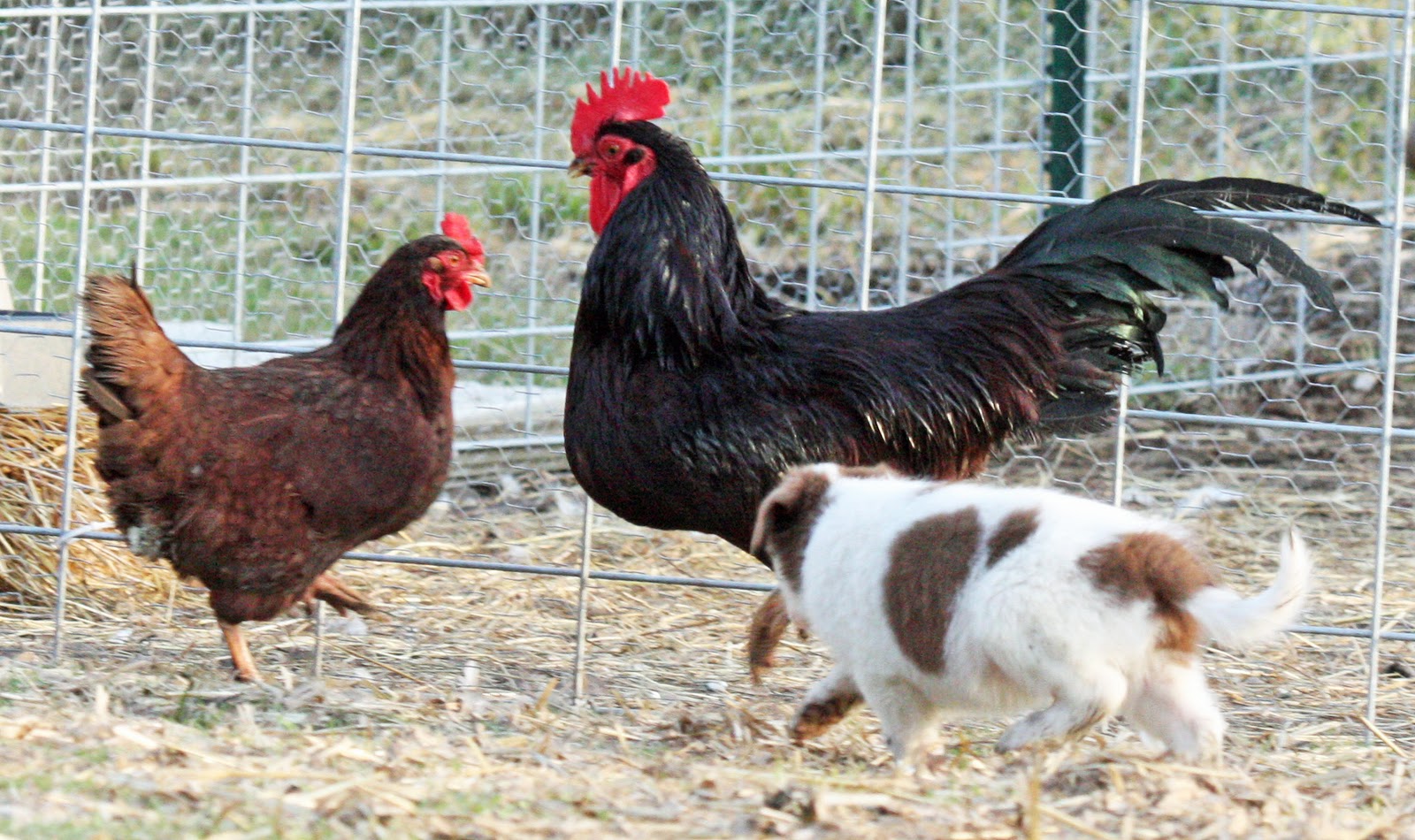 DeltaBluez Stockdogs: Run, Rooster, Run
