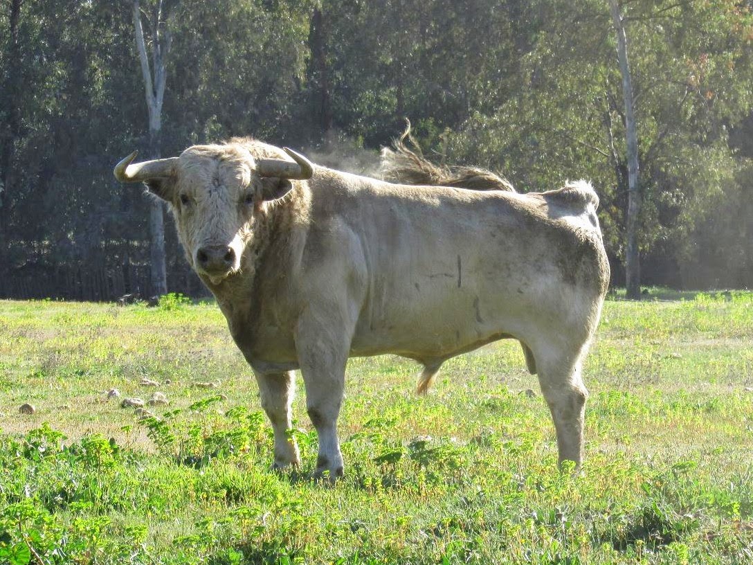 CARACTERÍSTICAS DEL TORO