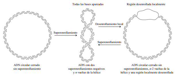 blog-bioquimica: Bioquímica en Farmacia