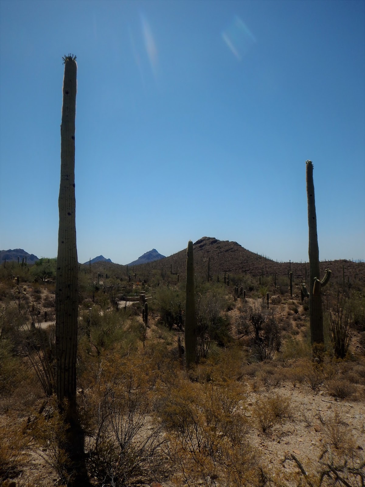 Tales of the 10th West Irregulars: Arizona-Sonora Desert Museum Tucson, Az
