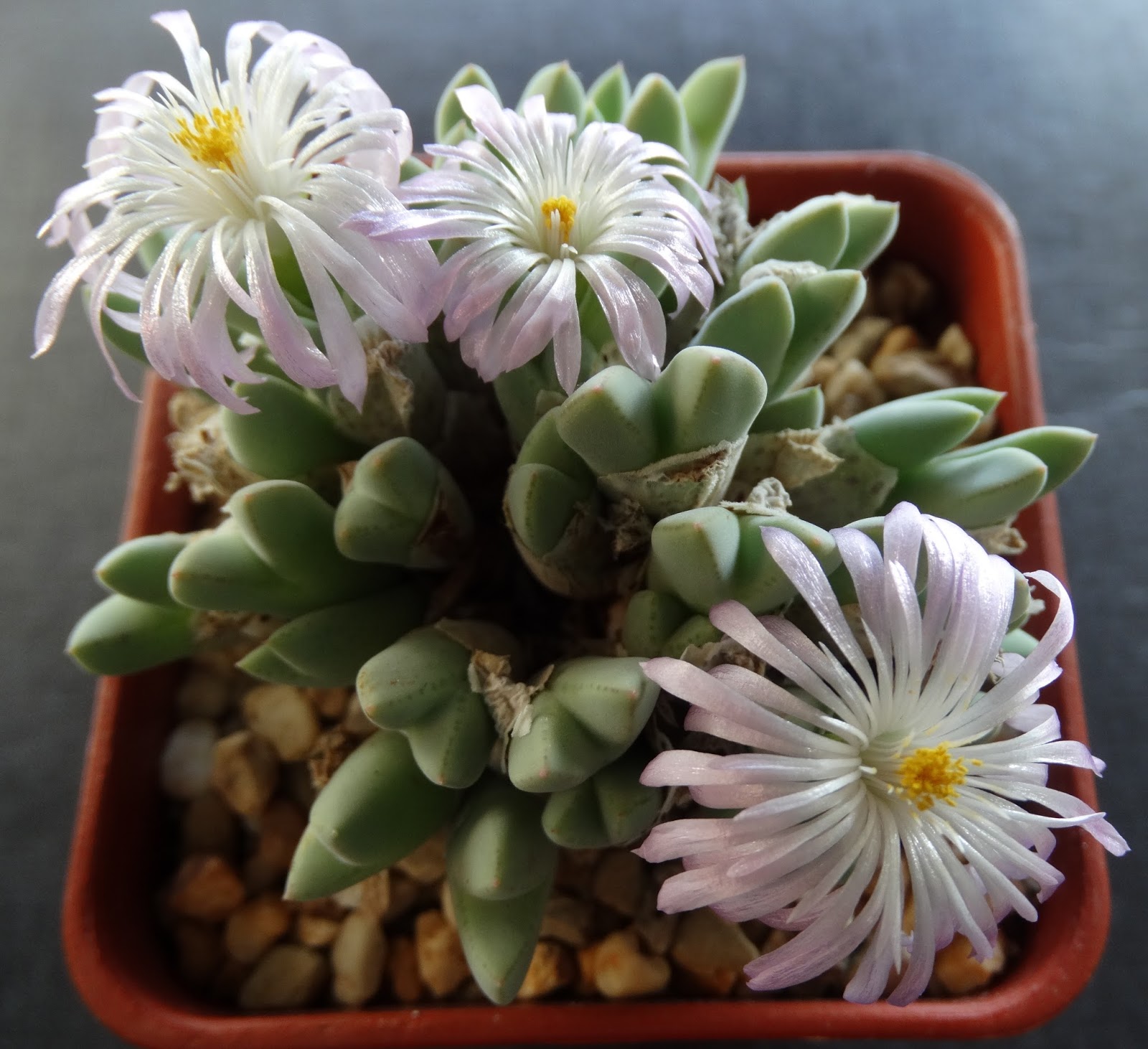 Succulent Sundae: CONOPHYTUM BLANDUM