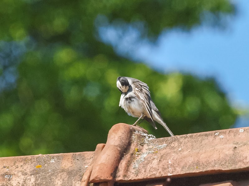 Foto: Codobatura alba (Motacilla alba)