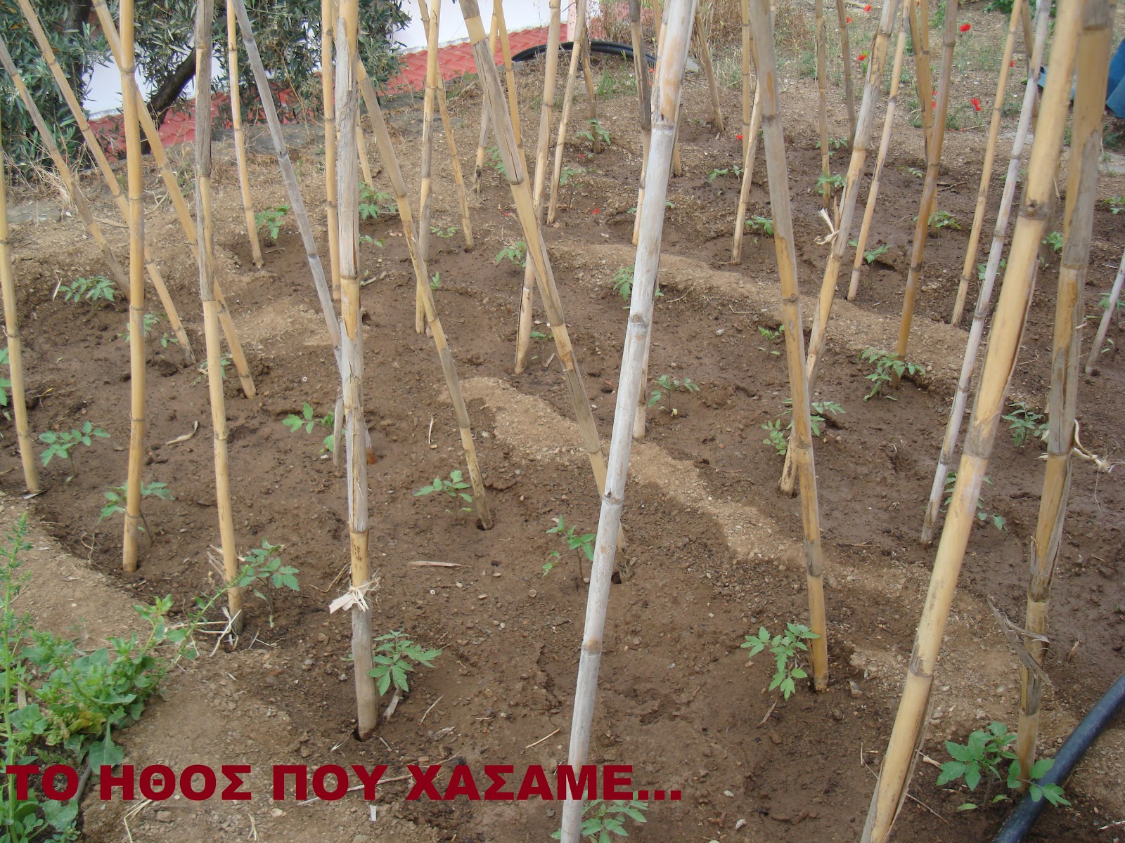 TΟ ΗΘΟΣ ΠΟΥ ΧΑΣΑΜΕ...: Καλημέρα και σήμερα...