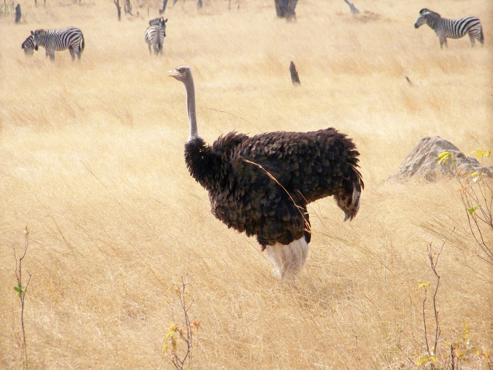 Adventures In Zimbabwe: Fauna