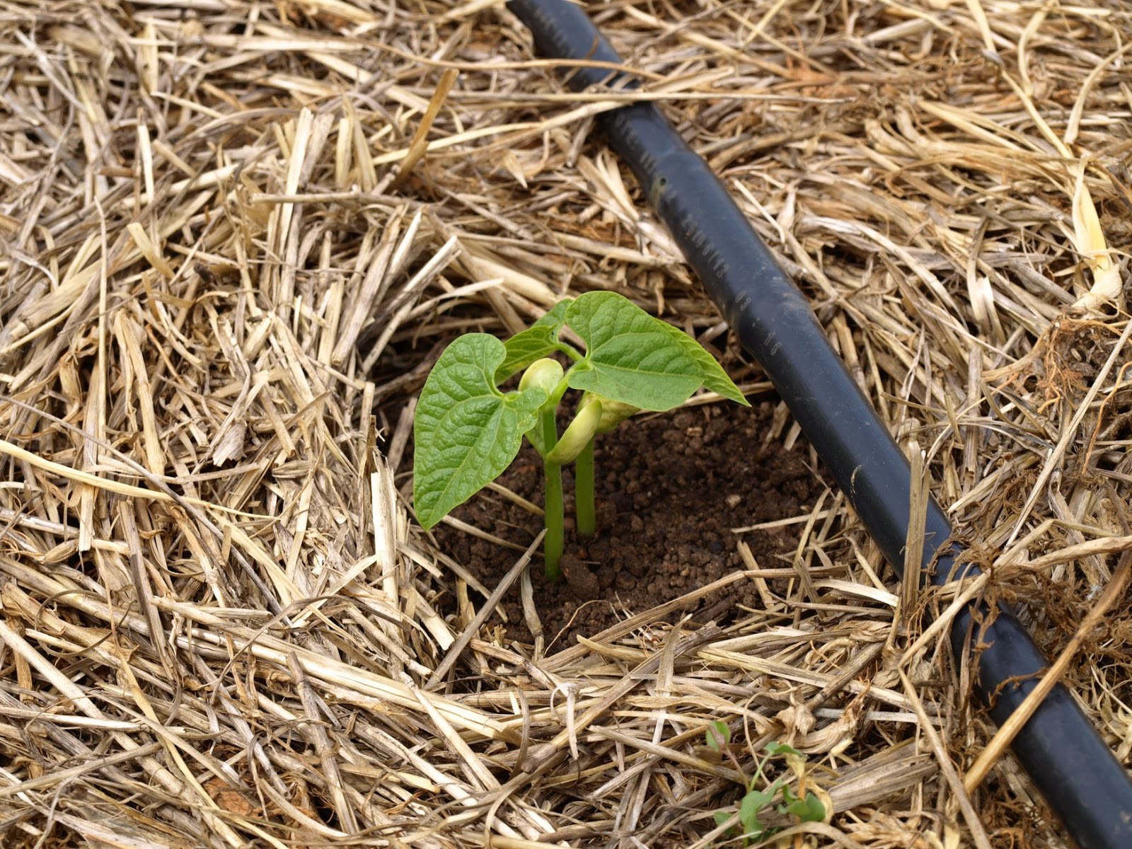 El Huertecillo Natural: Trasplantamos cucurbitáceas, germinan las ...