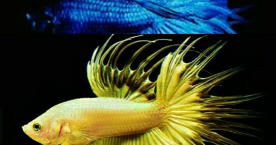 10+ Ikan Cupang Serit Nemo Images