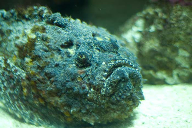 Les toxines animales: Type Synanceia ou Poisson-pierre