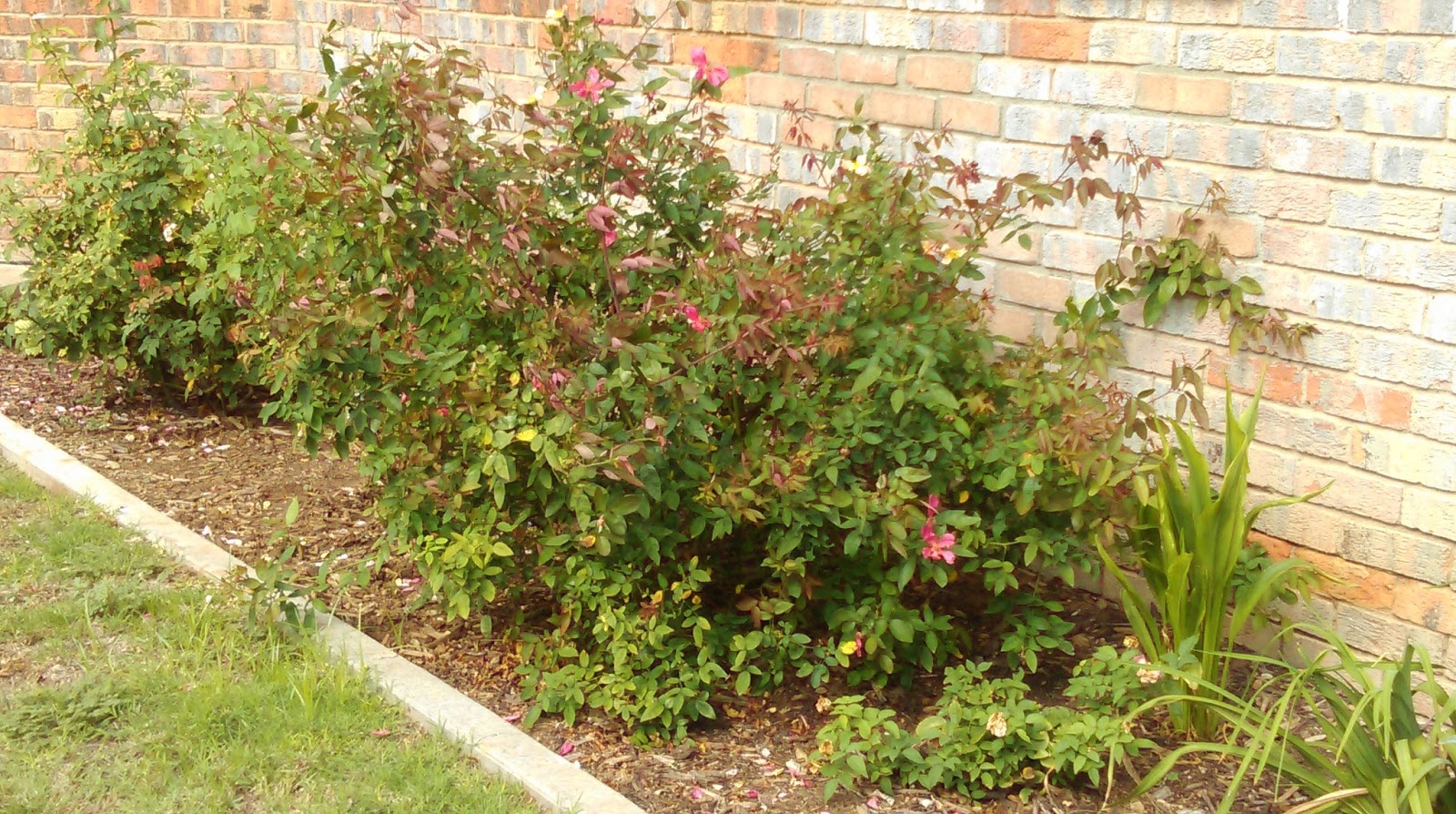 Earth-Kind Roses: An Introduction