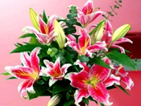 Cool Beautiful Guldasta Flower Wallpapers